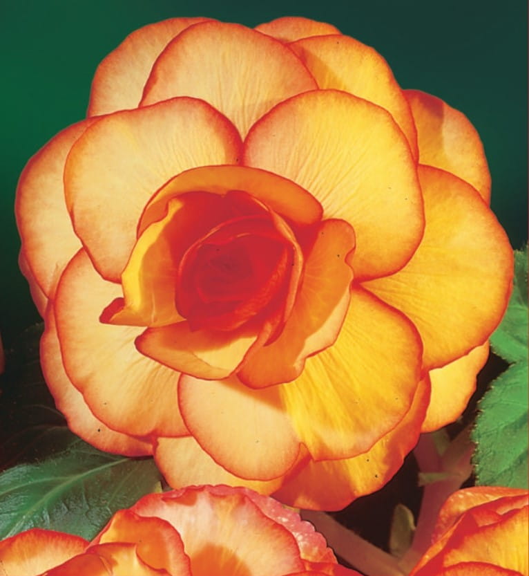 Begonia Picotee Yellow Red 2szt. | Sklep internetowy PNOS